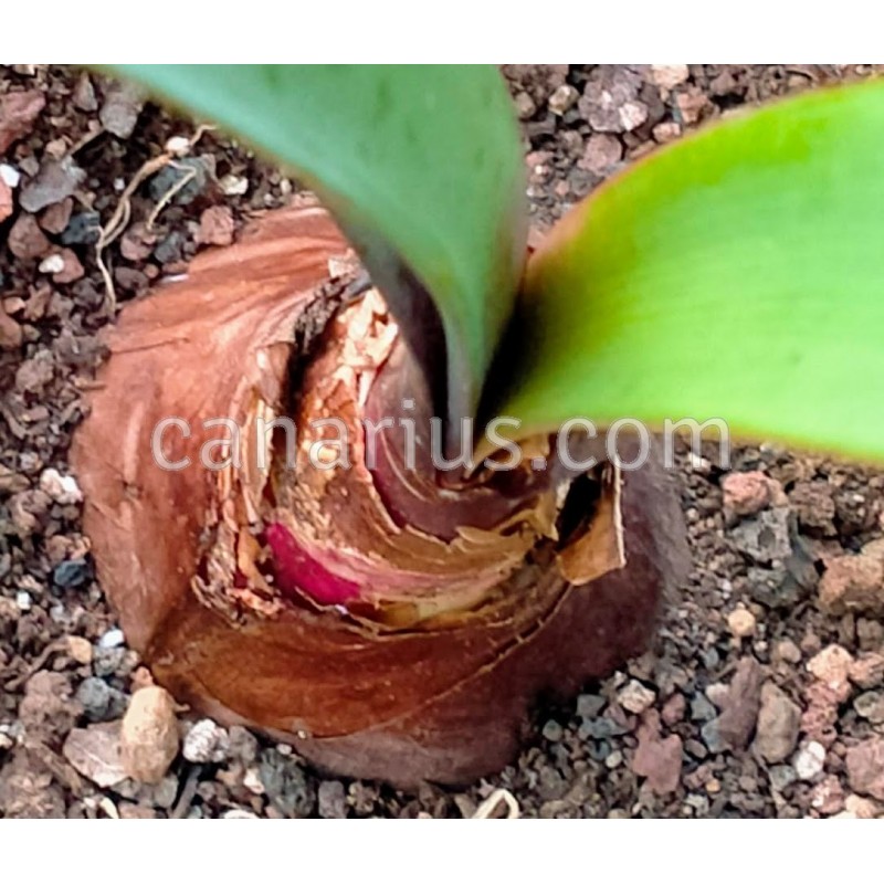 Buy Cyrtanthus elatus with Canarius