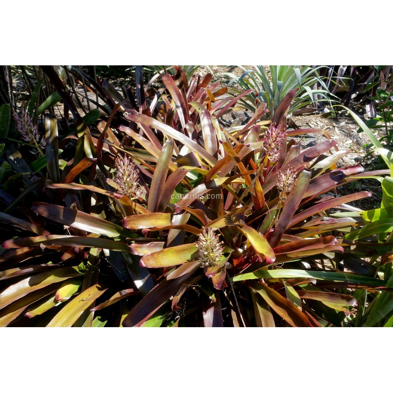 Buy Portea alatisepala with Canarius