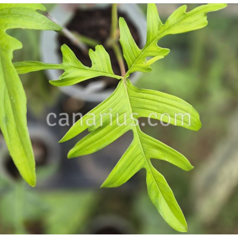 Buy Philodendron pedatum 'Quercifolium' with Canarius